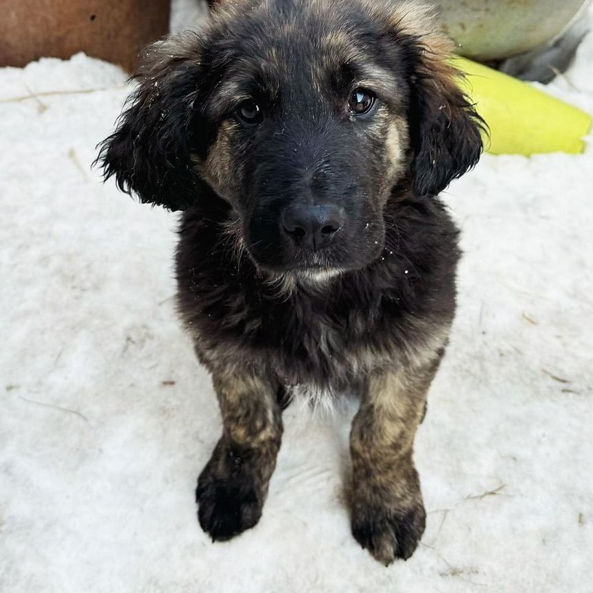 Щенок-мальчик в дар