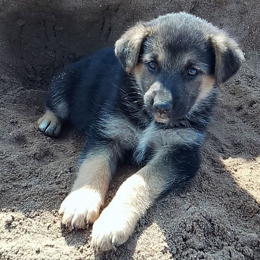 Щенки алабая