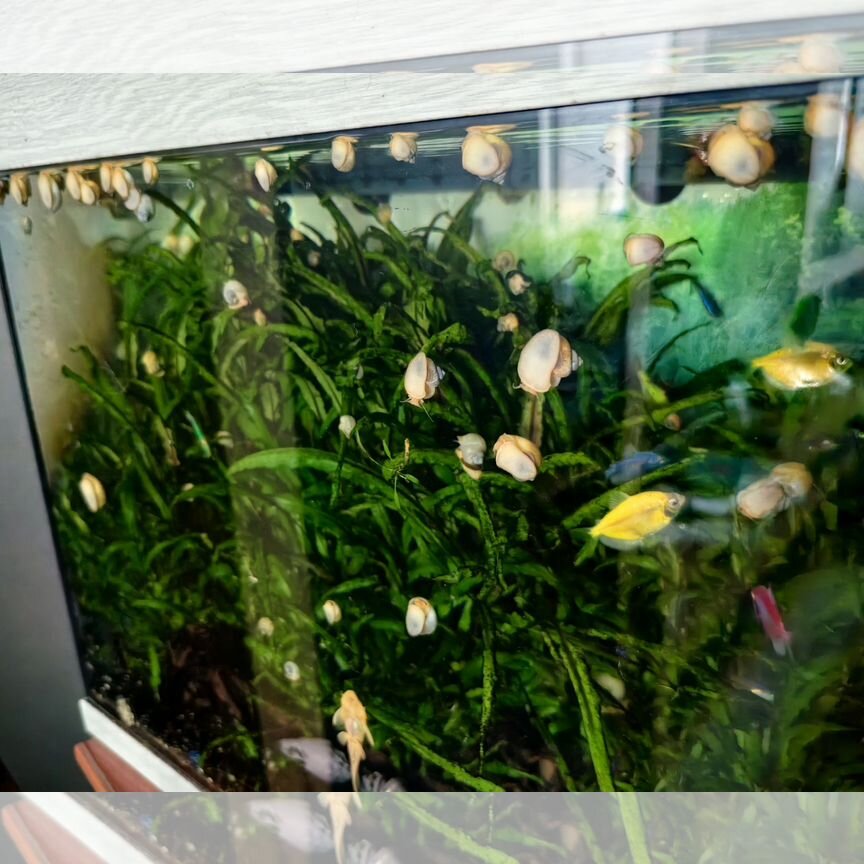 Улитки ампулярии желтые