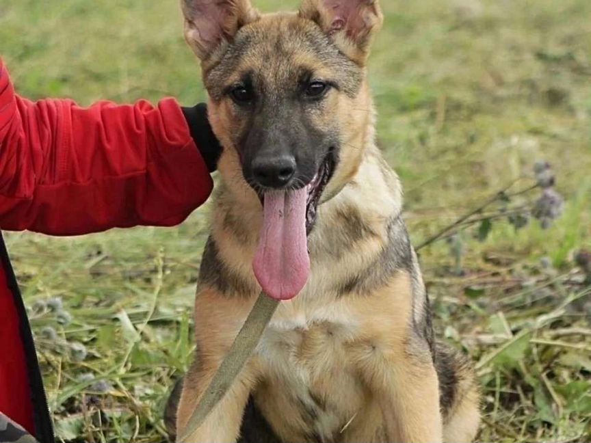 Собака в добрые руки