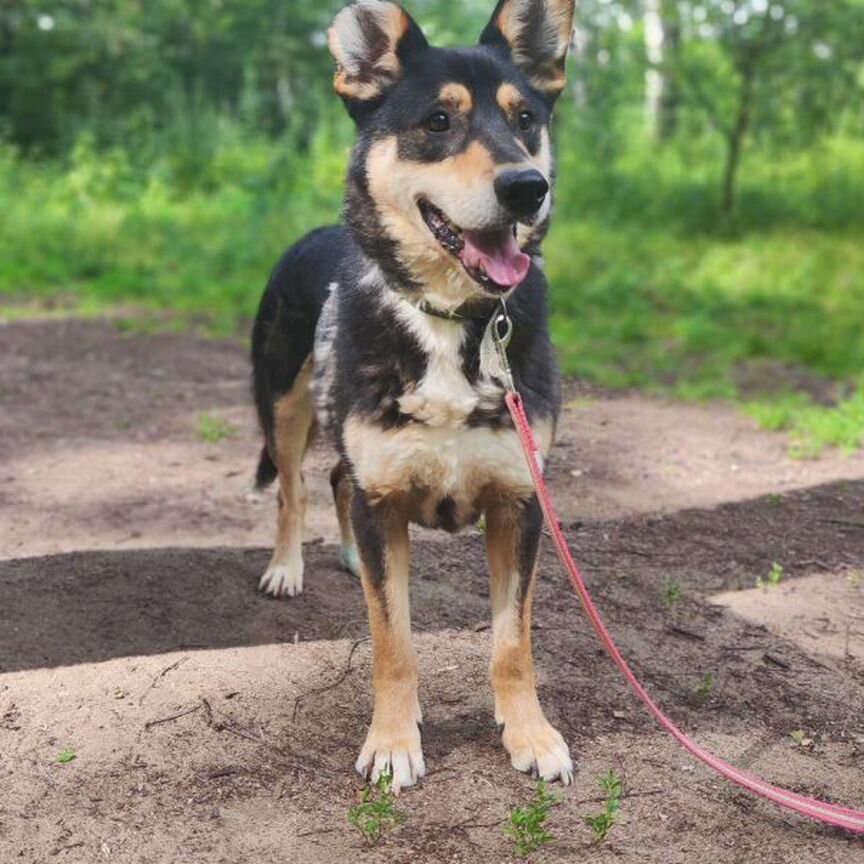 Взрослый пёс в добрые руки