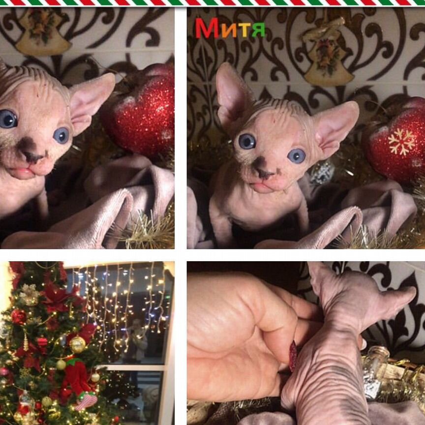 Канадский сфинкс котёнок