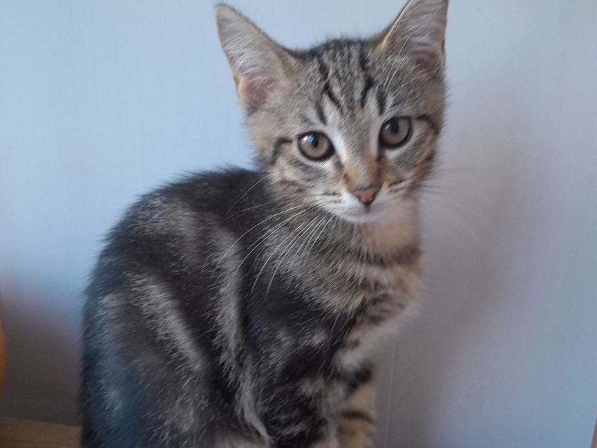 Котенок ищет дом