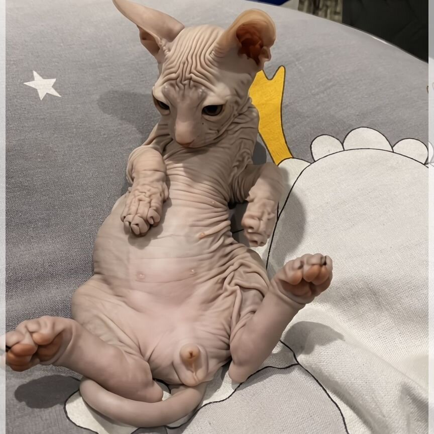 Донской сфинкс котёнок