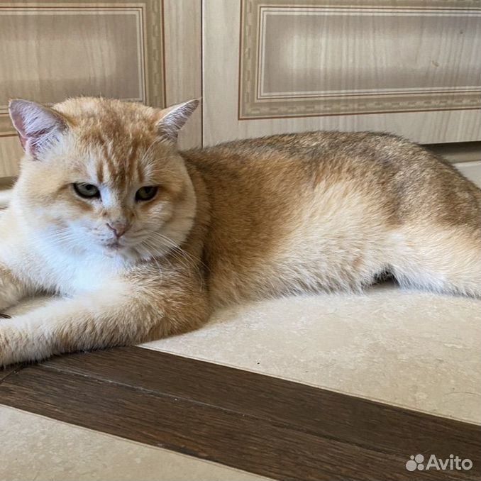 Красавец вязка