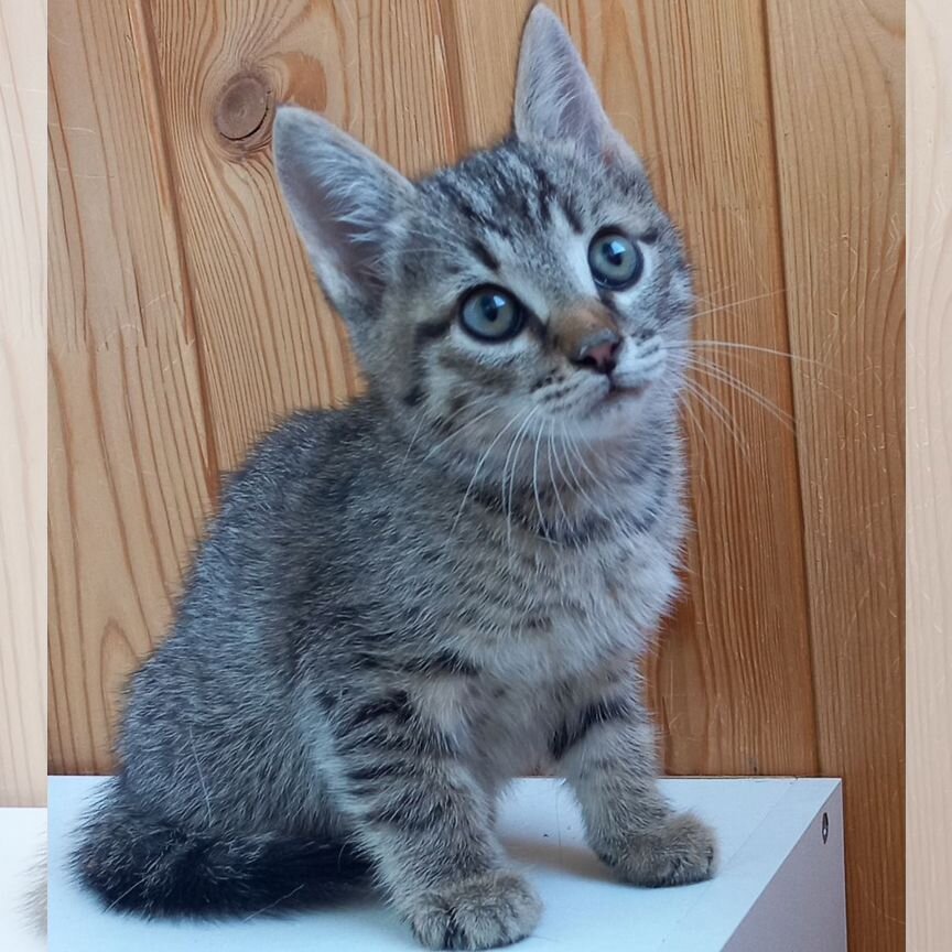 Котенок в добрые руки