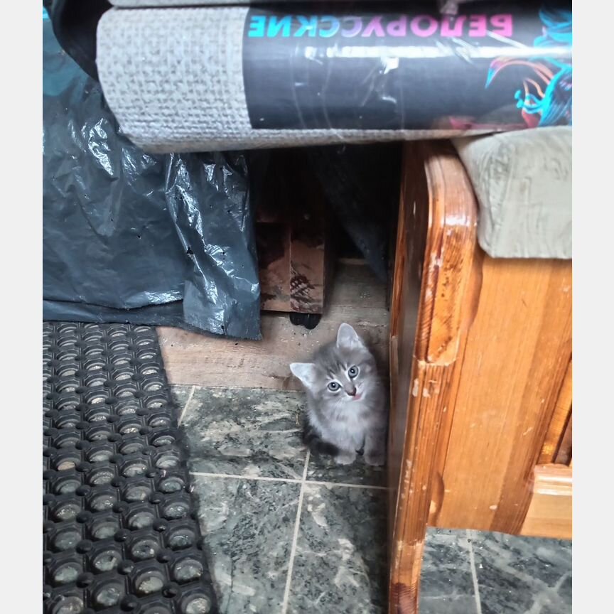 Пушистые котята