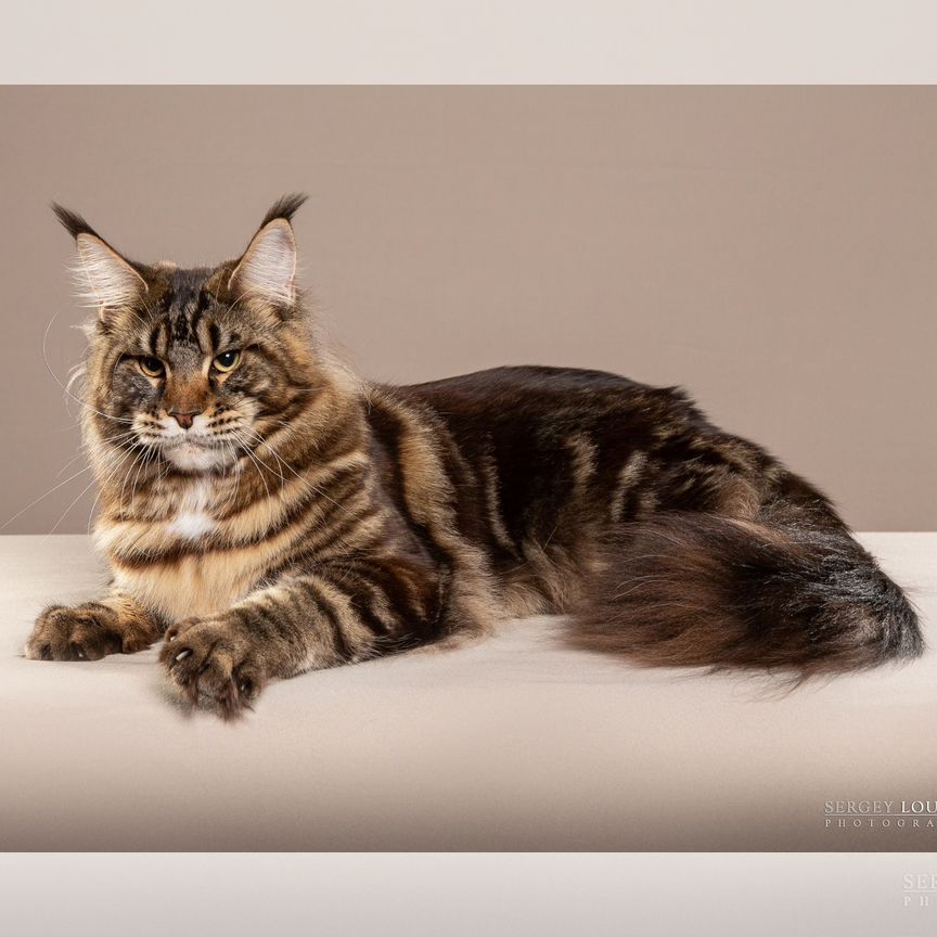 Мейн-кун, взрослый кот