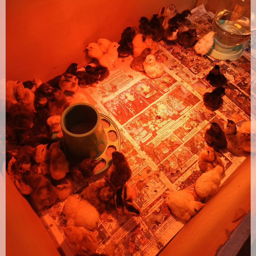 Цыплята суточные несушки