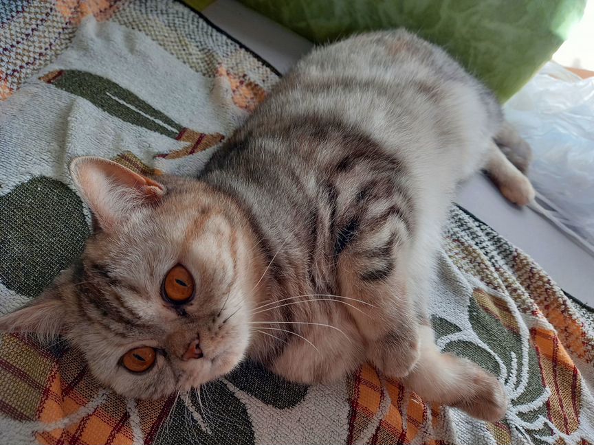 Кошка шотландская породистая