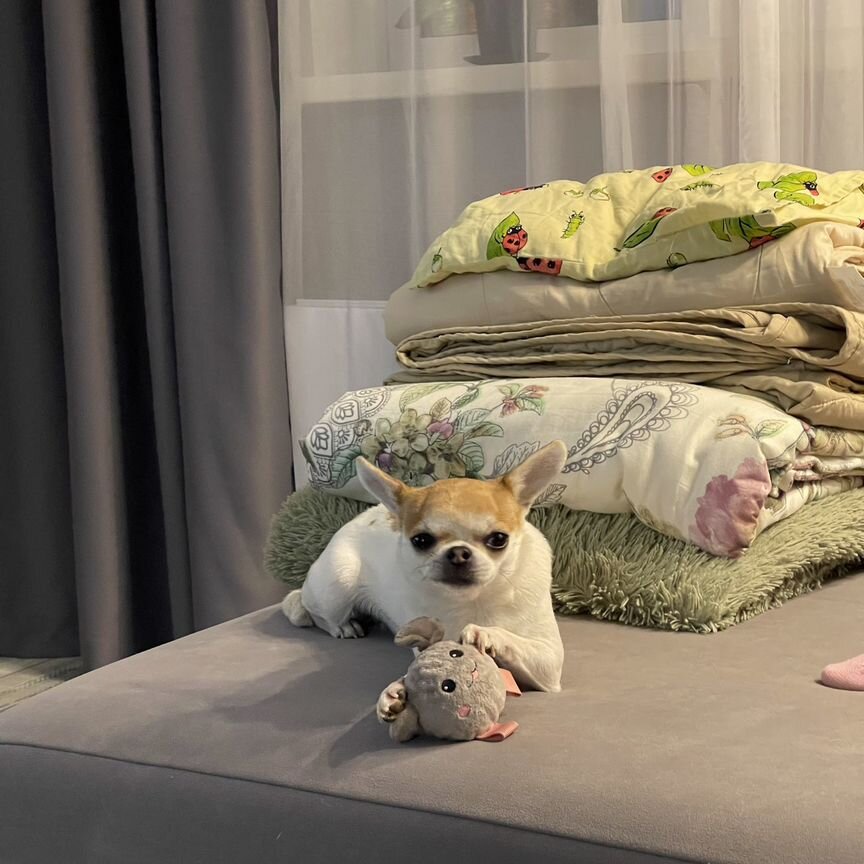 Ищем жениха для вязки чихуахуа