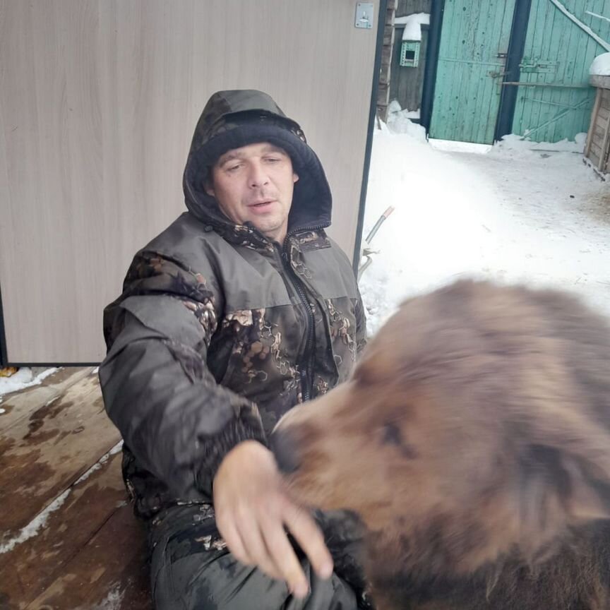 Тибетский мастиф подросток
