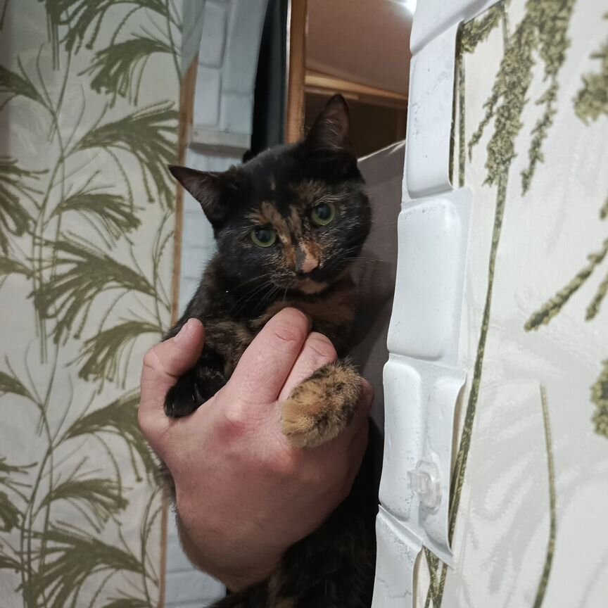 Котята отдам бесплатно