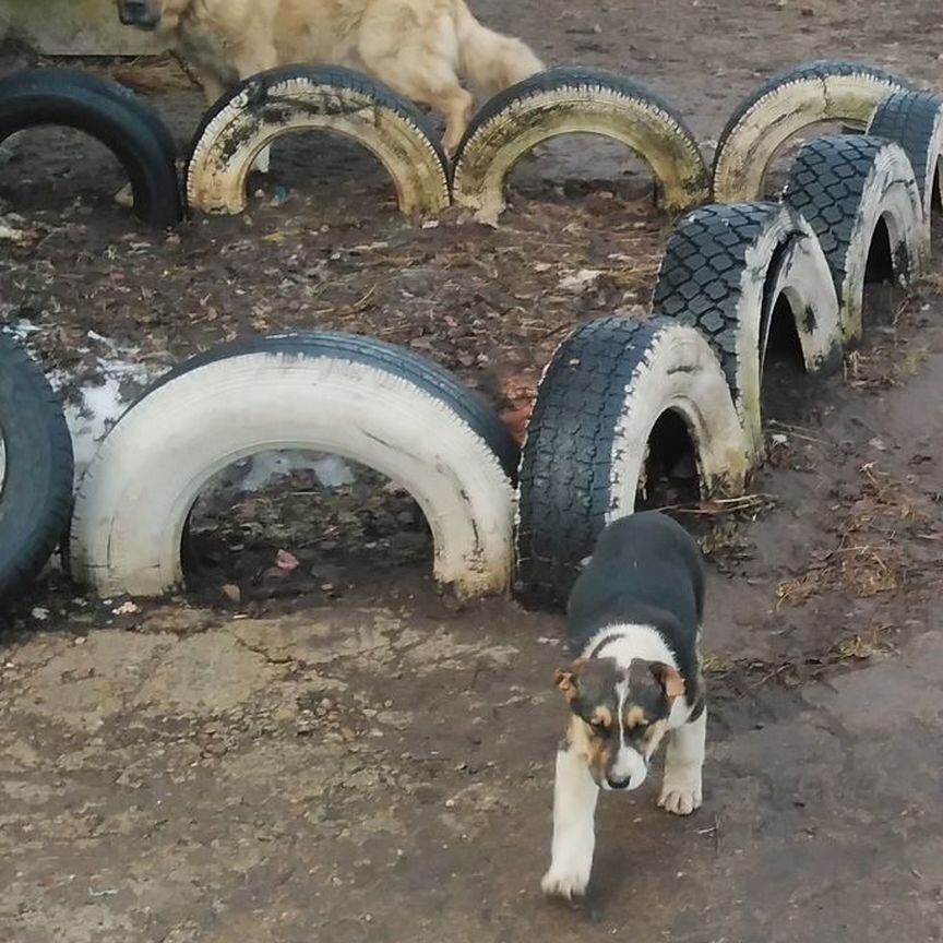 Отдам в добрые,хорошие руки щенка