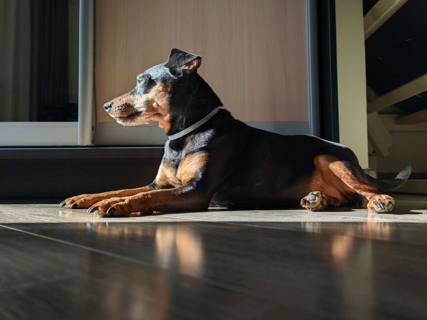 Цвергпинчер ищет семью