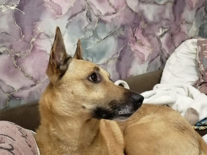 Собака в добрые руки отдам бесплатно