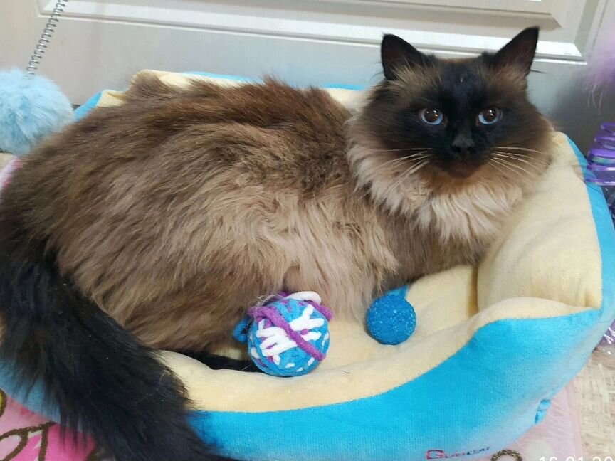 Невский маскарадный котик)