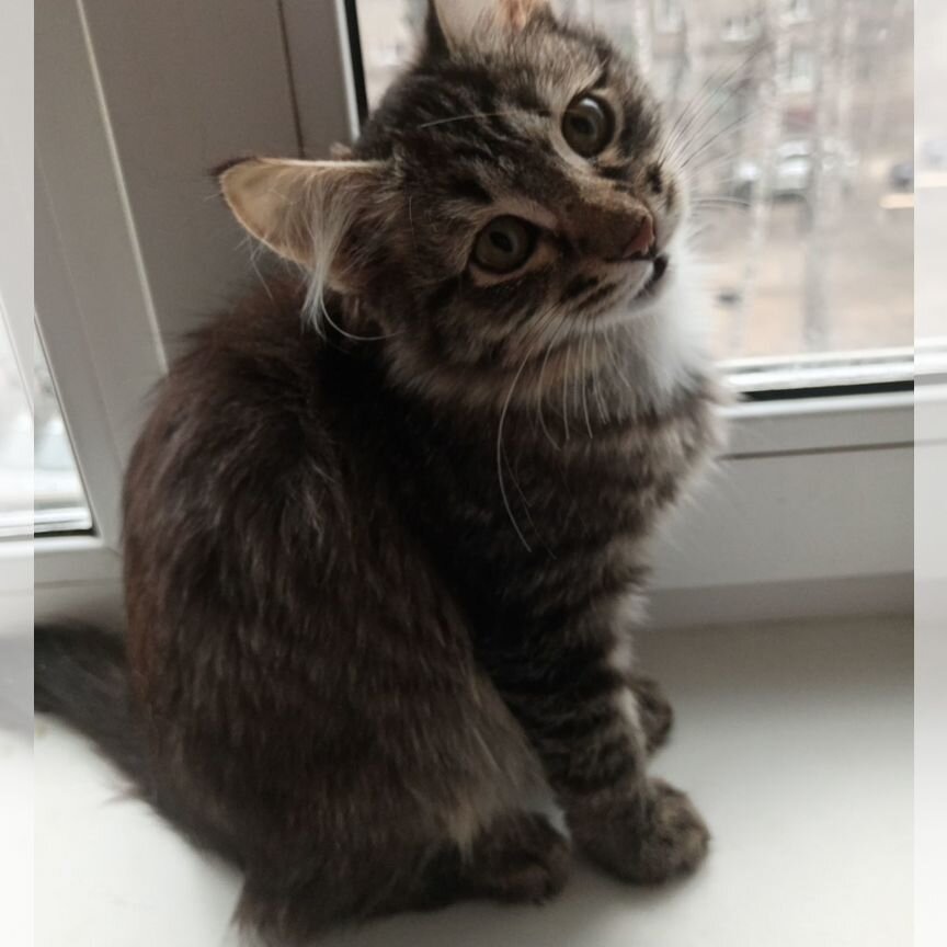 Кошечка (3 мес.)
