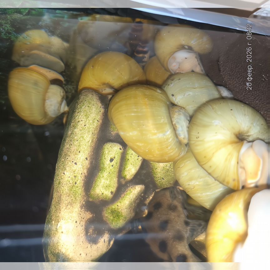 Улитки ампулярии