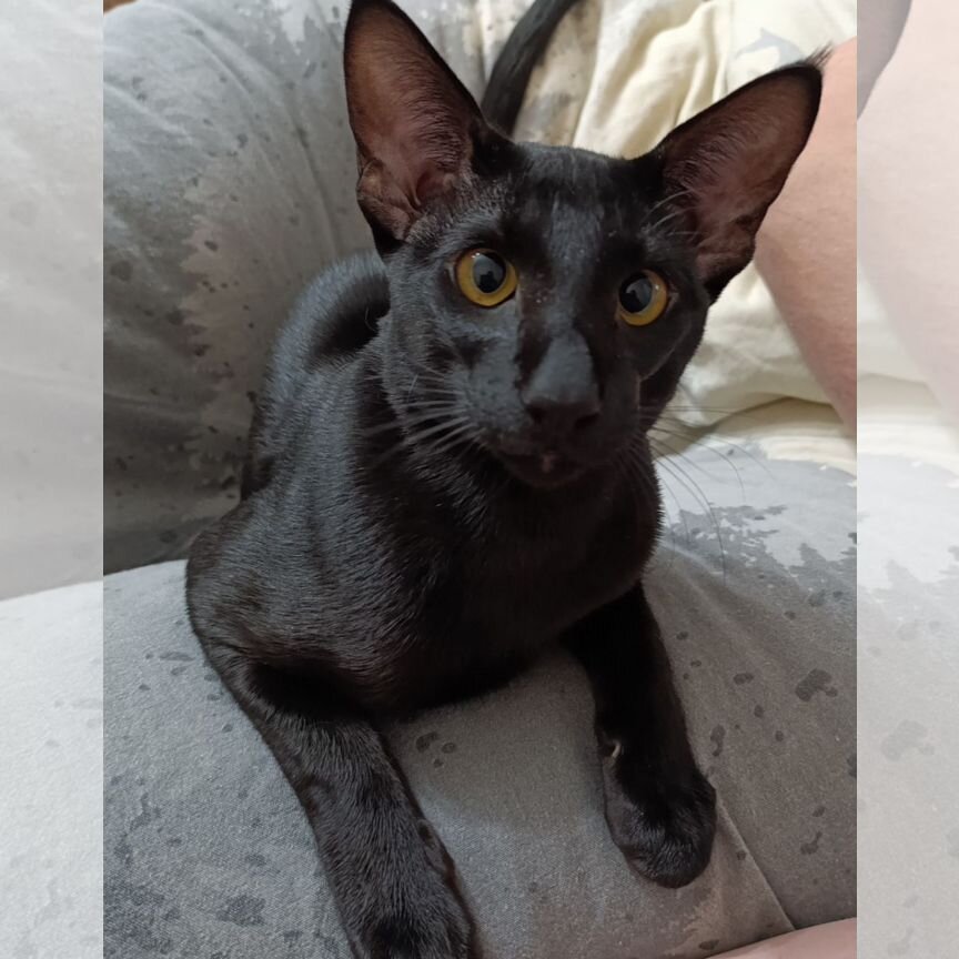 Ориентальный кот, вязка