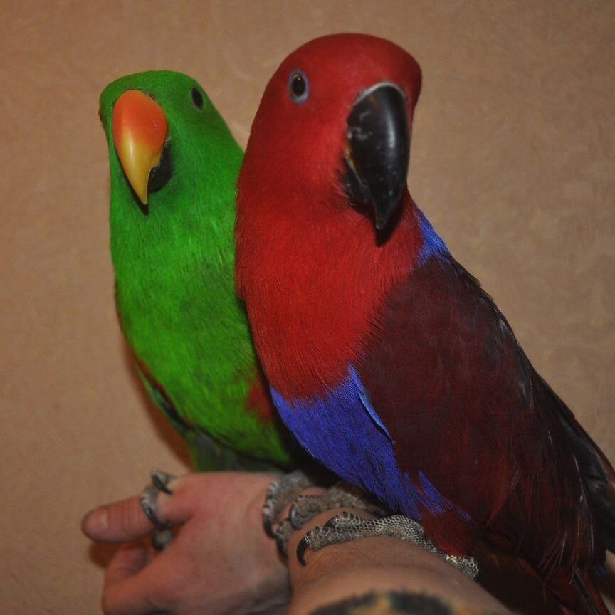 Попугаи эклектус, благородный попугай рабочие пары