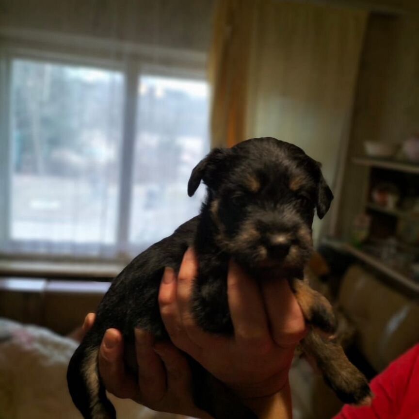 Отдас щенков в добрые руки)