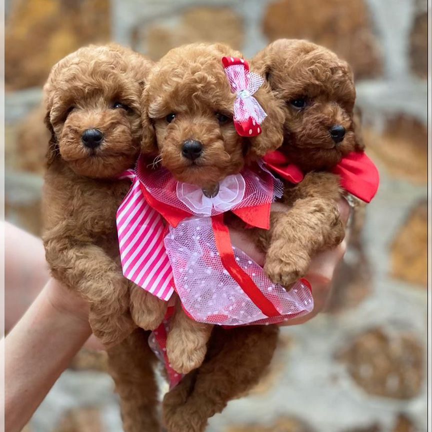 Той пудель малышка игрушечная