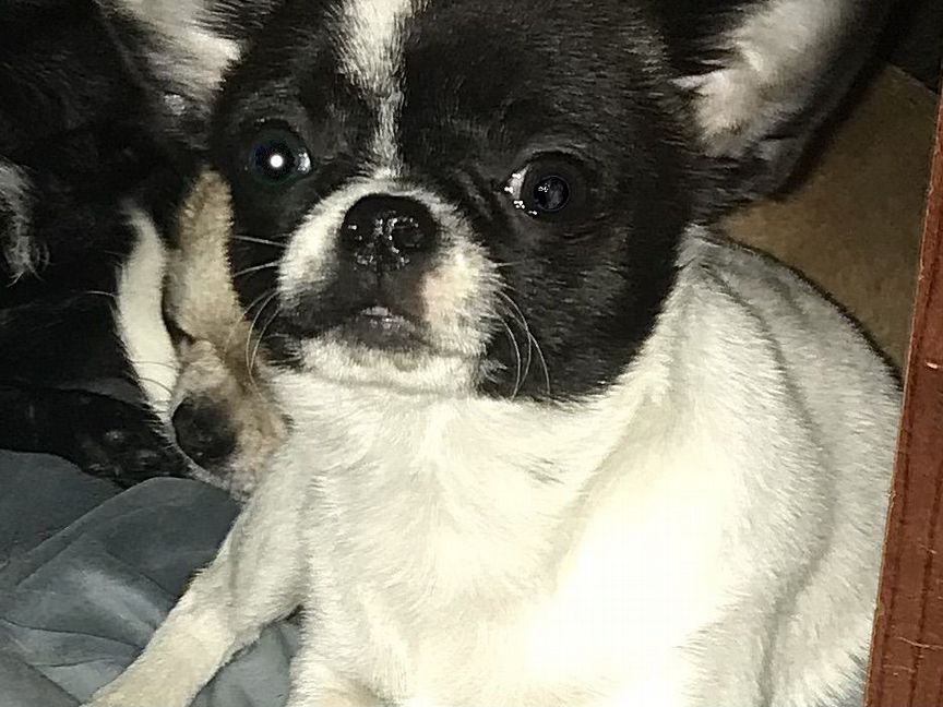 Щенки чихуахуа