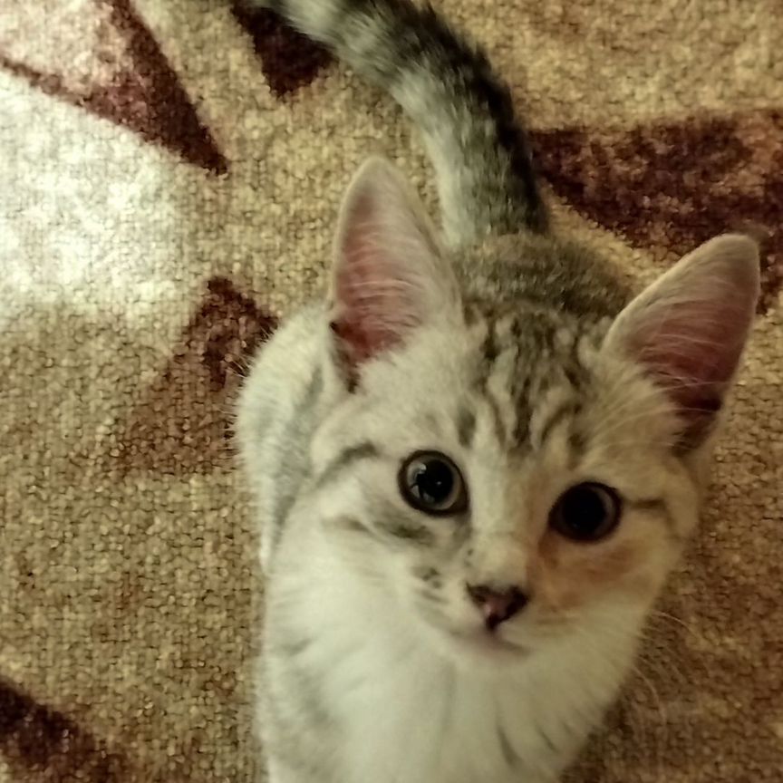 Котенок в добрые руки