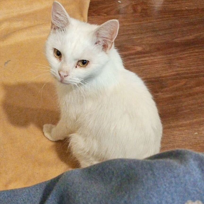 Красивая,светлая кошечка ищет дом