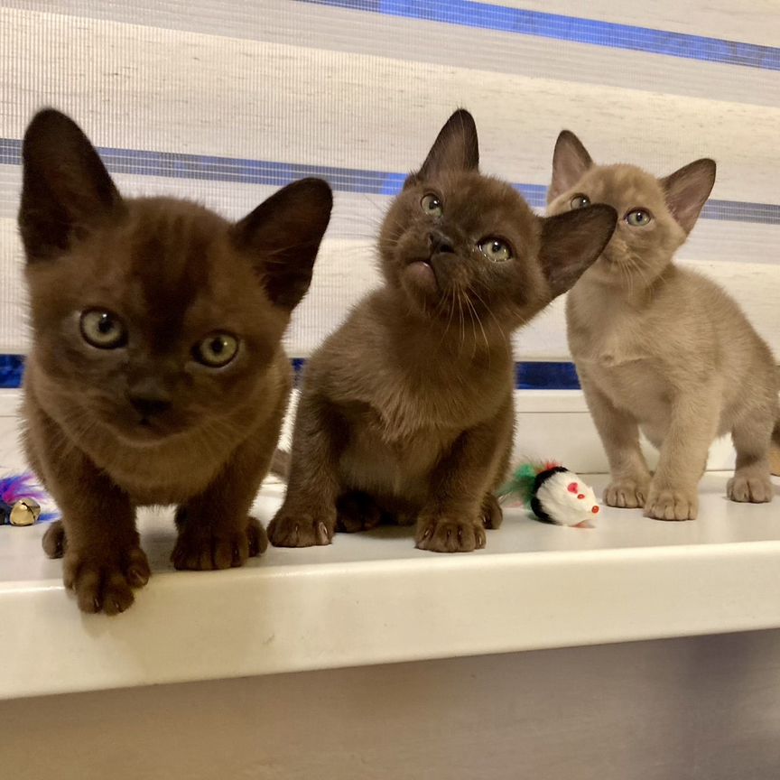 Бурманские котята
