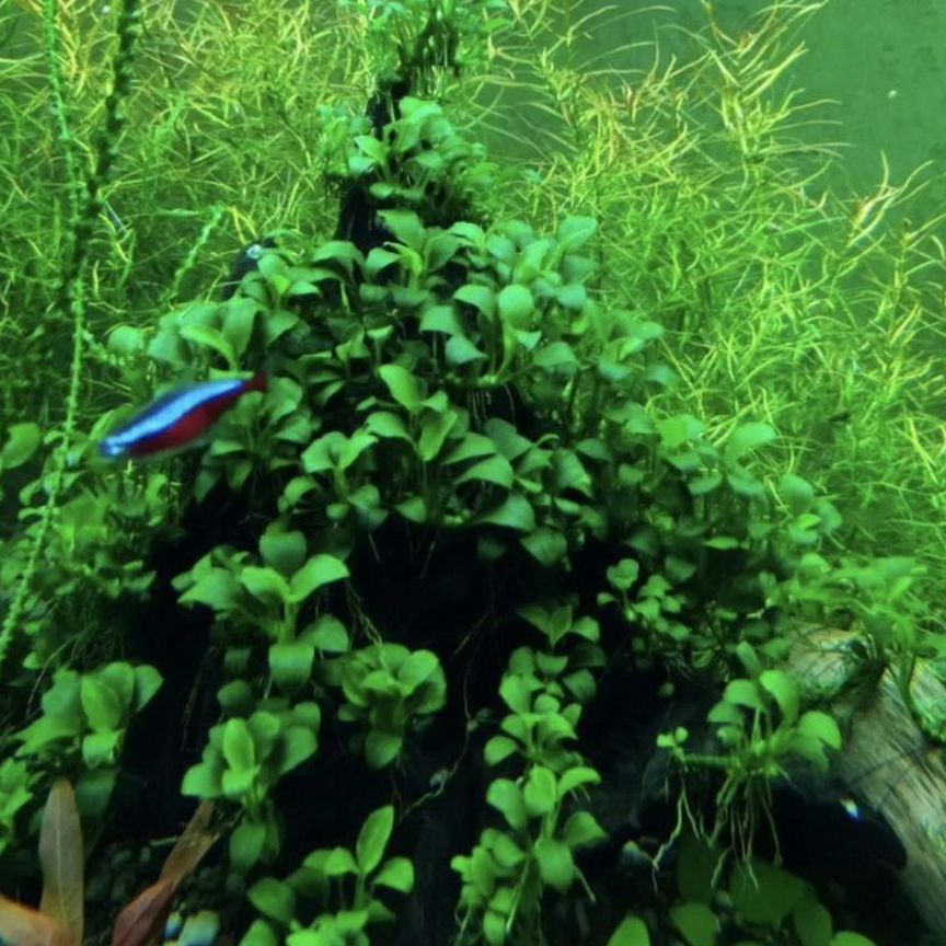 Анубиас нана петит