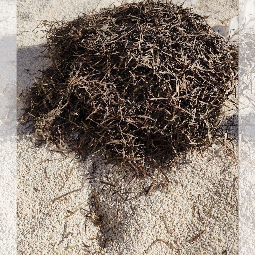 Морские водоросли - камка- экологичный утеплитель