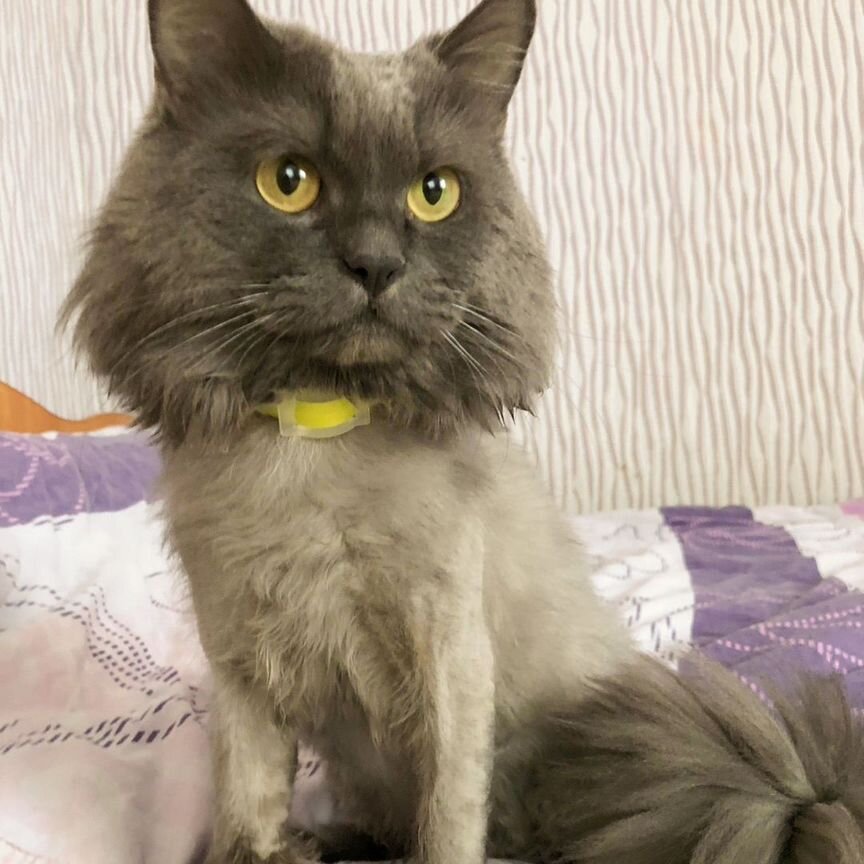 Отдам в добрые руки