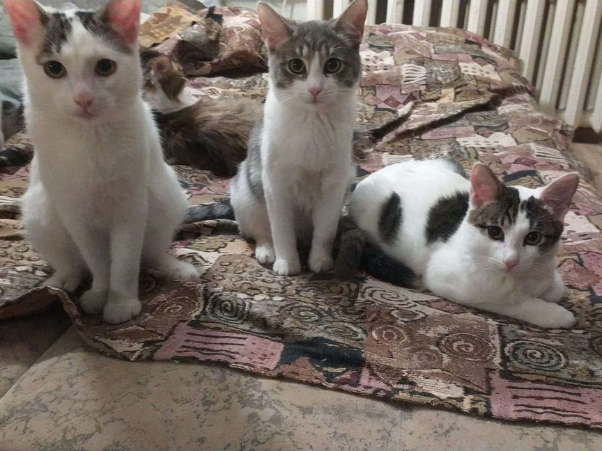 Котята в добрые руки