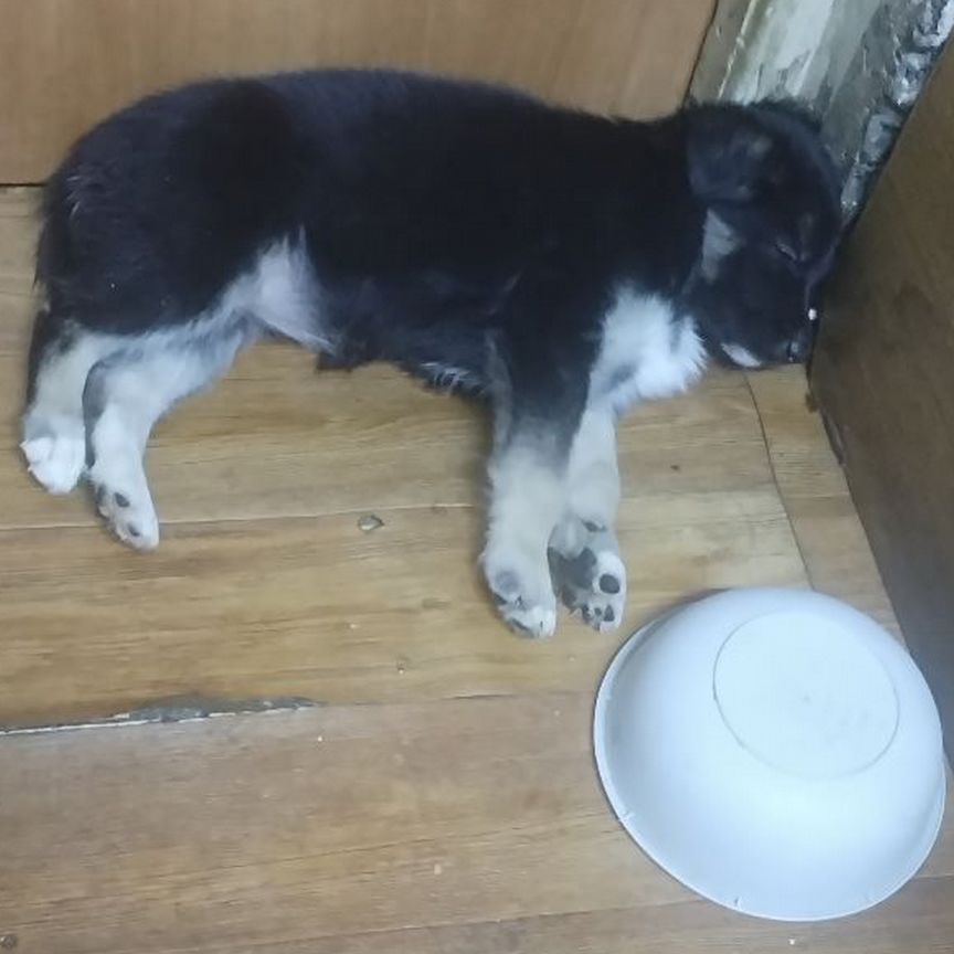 Лайка, щенок