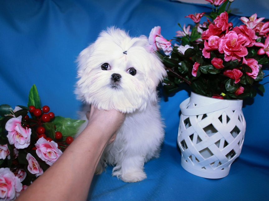 Замечательный кукольный мальчик беби-фейс 3 мес