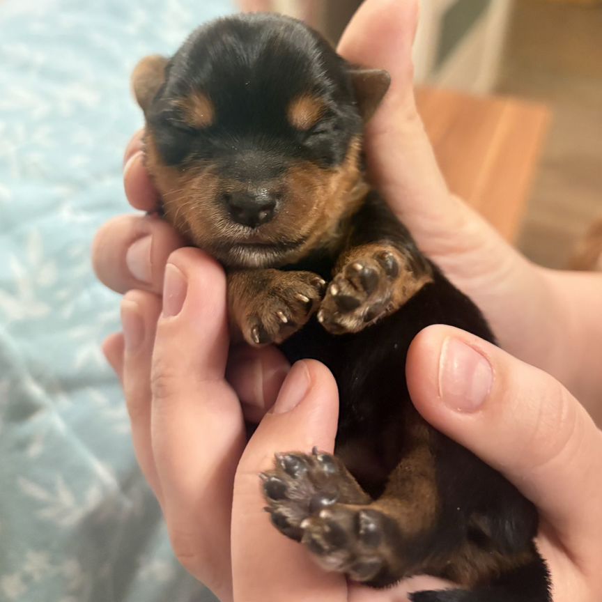 Йоркширский терьер, щенок