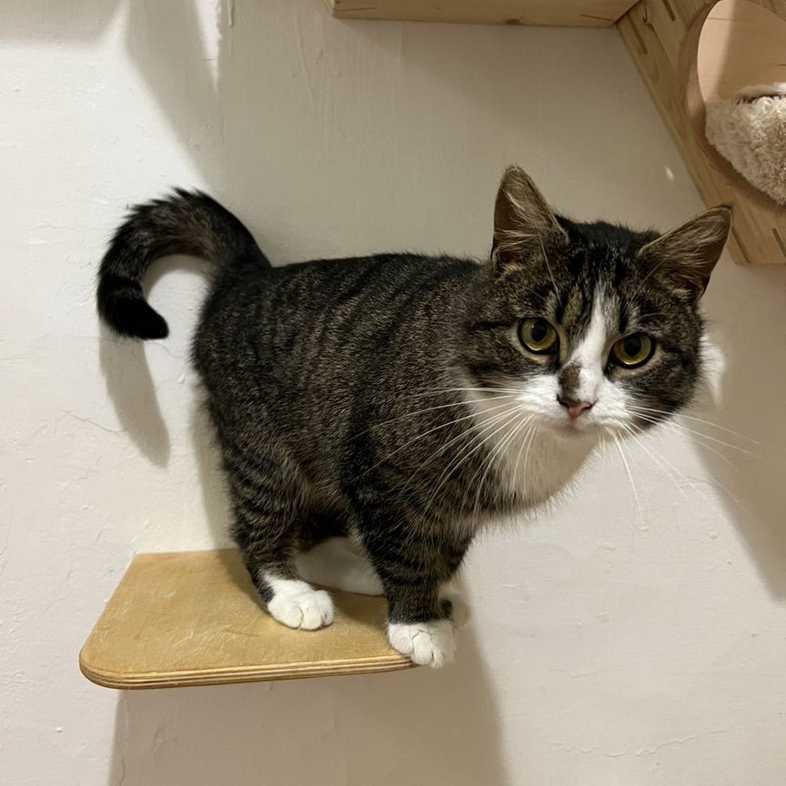 Кошка Монро