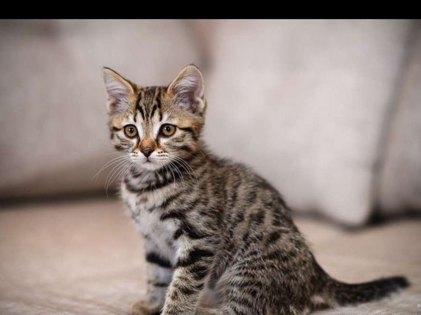 Три котенка полосатика ищут дом