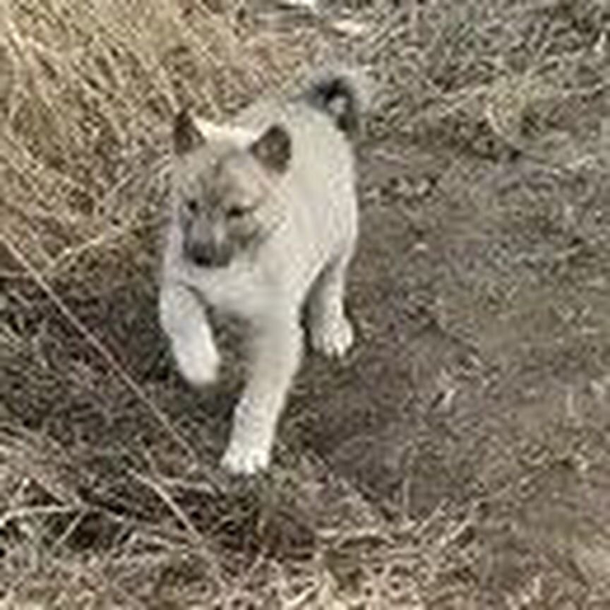 Западносибирская лайка, щенок