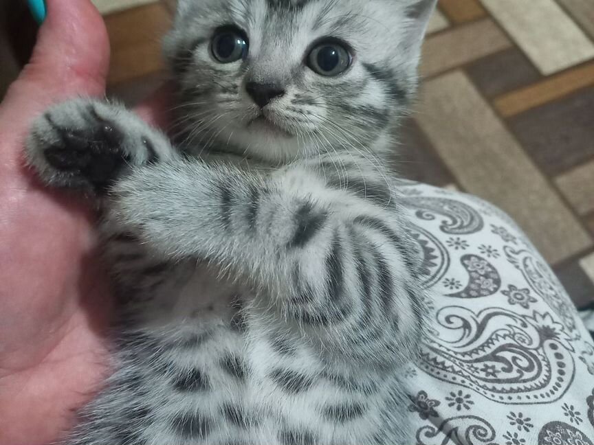 Котик