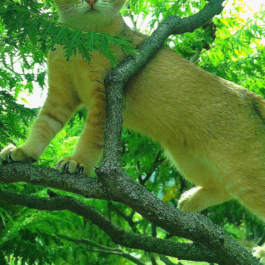 Шотландский вислоухий короткошёрстный, взрослый кот