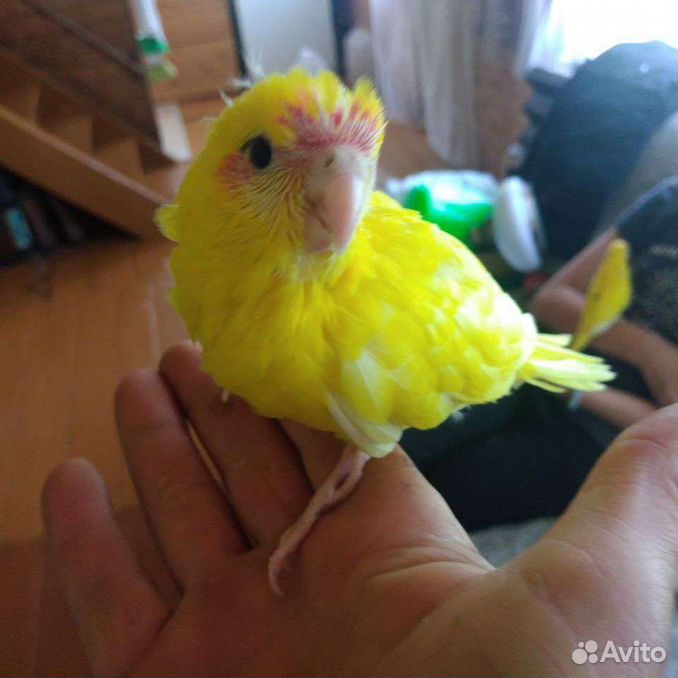 Птенец какарик ручной