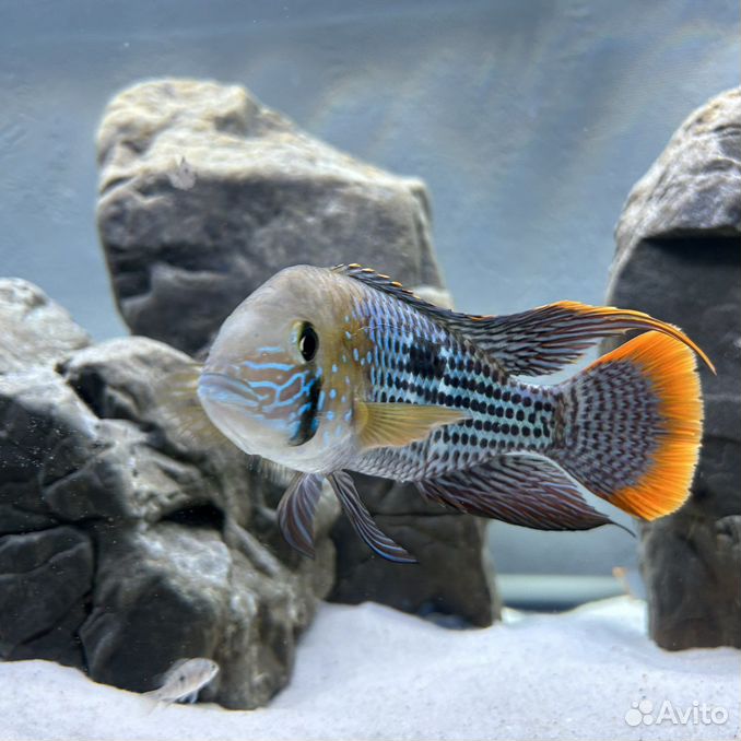 Акара бирюзовая пара и мальки