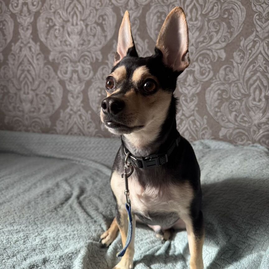 Отдам в добрые руки той-терьер