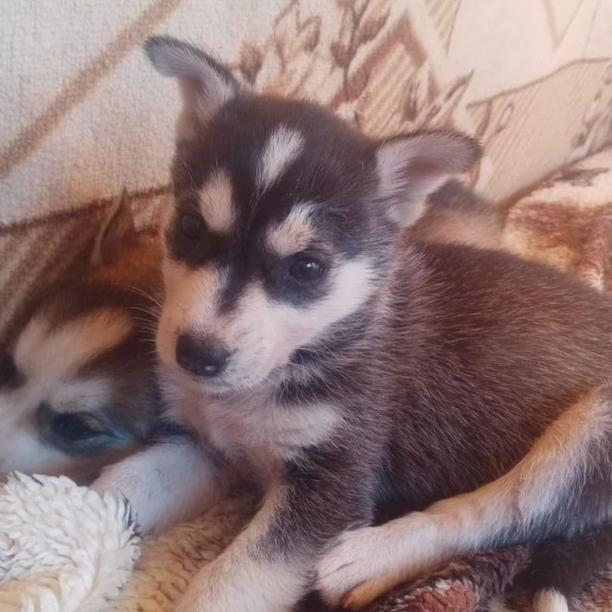 Щенки хаски, девочки