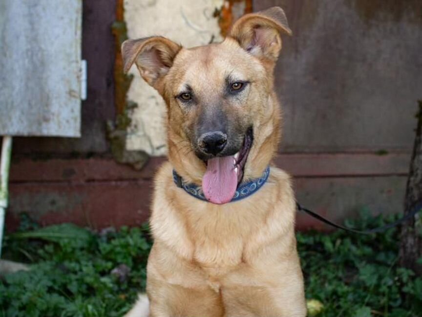 Отдам в добрые руки