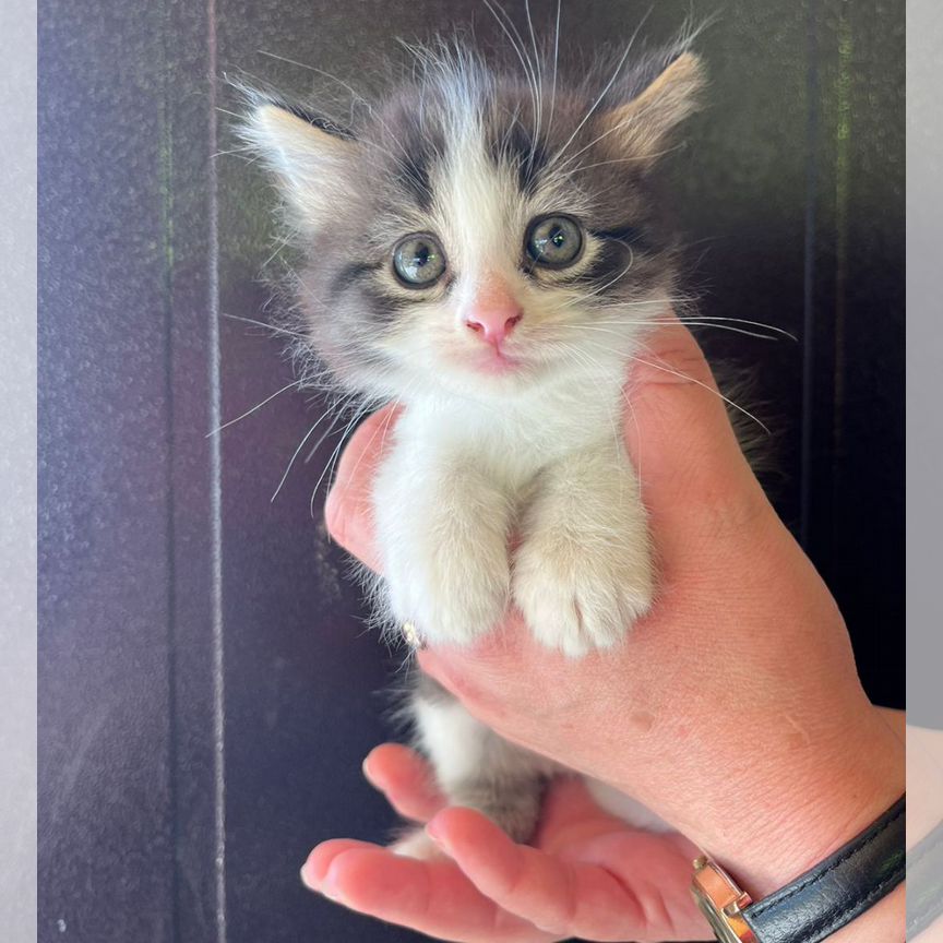 Кошки в добрые руки бесплатно