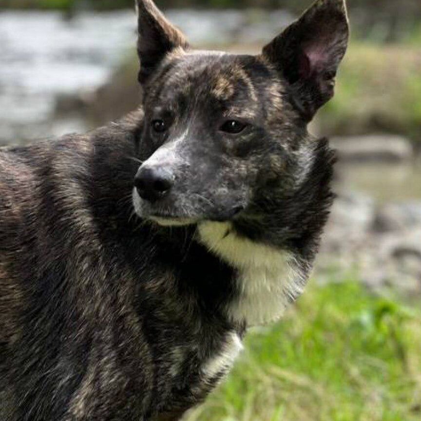 Молодой пес Тайгер ищет дом